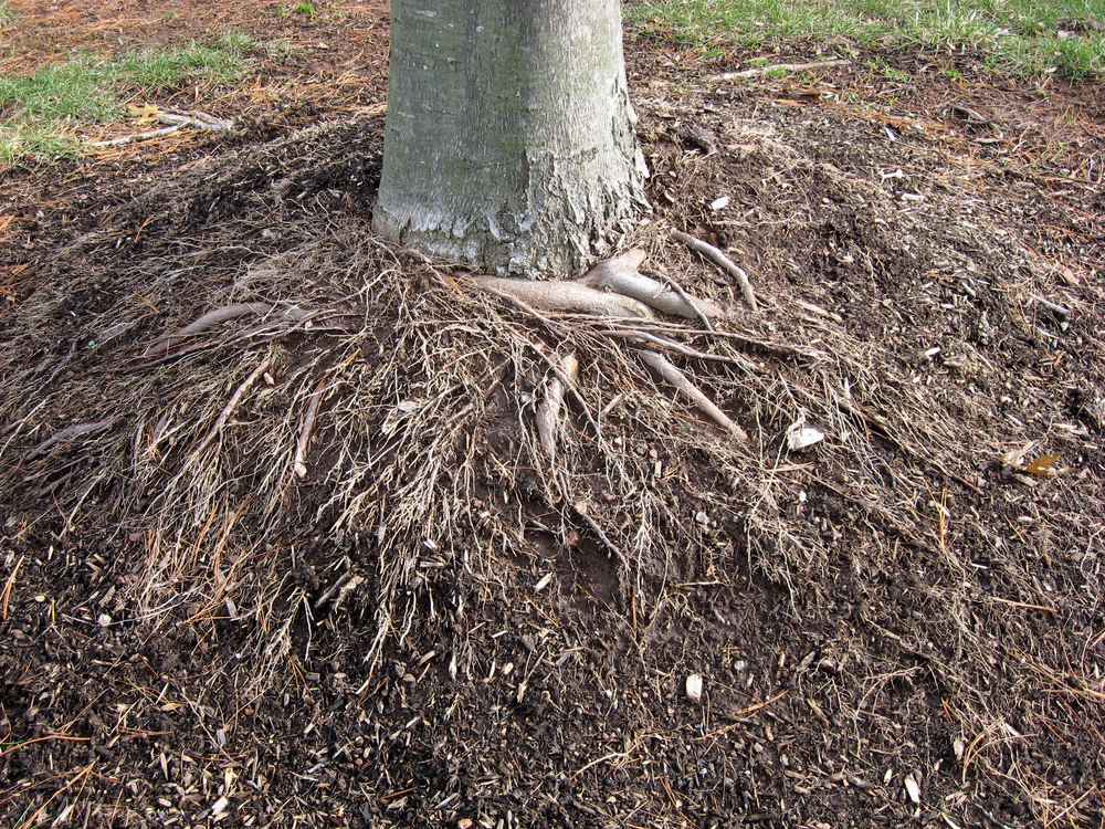 The Treeville Strangler | Tomlinson Bomberger