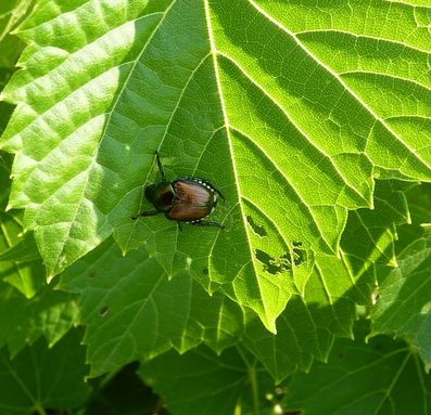 4 Pests that Feed on Birch Trees | Tomlinson Bomberger