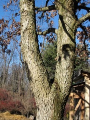 The Good, the Bad, and the Ugly…Tree | Tomlinson Bomberger