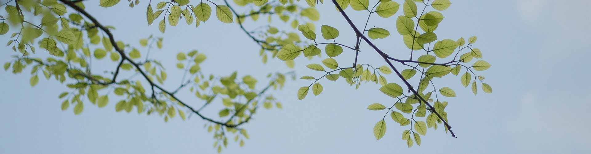 Using A Certified Arborist Tomlinson Bomberger