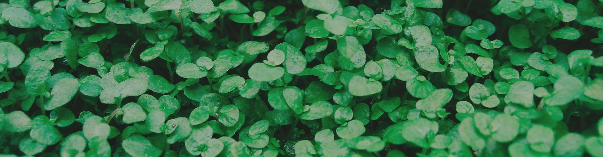 How to Get Rid of Clover | Tomlinson Bomberger