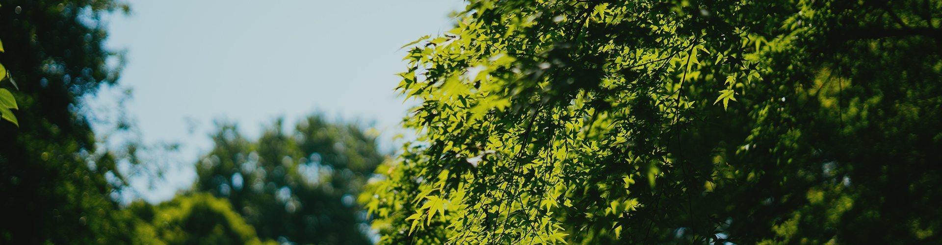 Landscape Watering to Beat Summer Heat | Tomlinson Bomberger