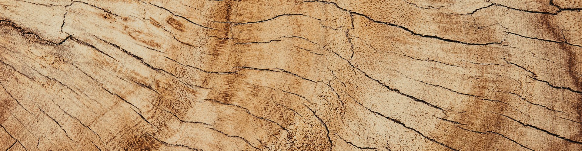 5 Important Reasons for Tree Stump Removal | Tomlinson Bomberger