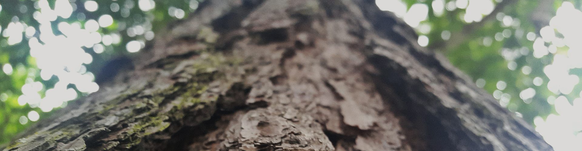 Cracks and Splitting in Tree Trunks | Tomlinson Bomberger