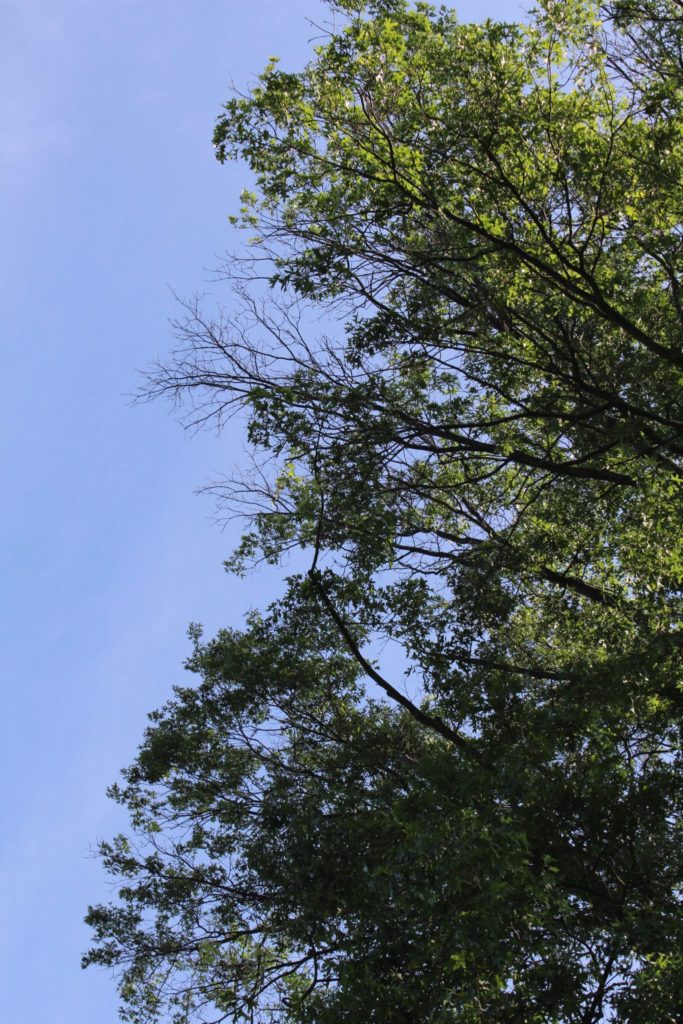 Is My Tree Dying? Top 5 Warning Signs | Tomlinson Bomberger