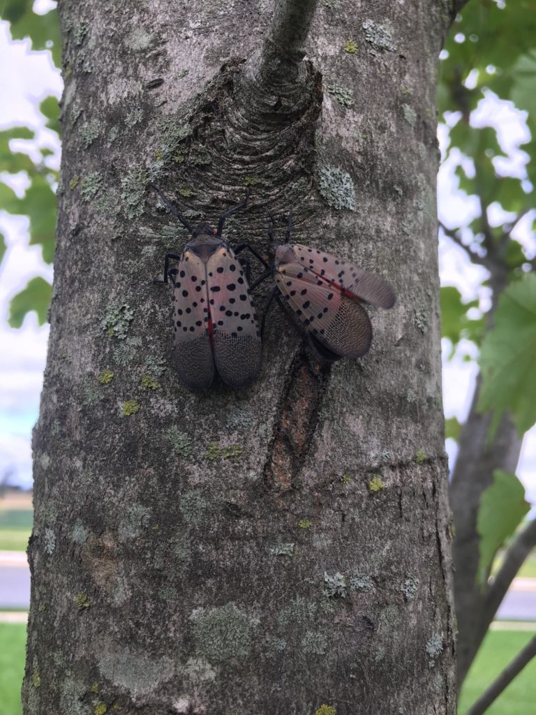Spotted Lanternfly Control in Lancaster | Tomlinson Bomberger