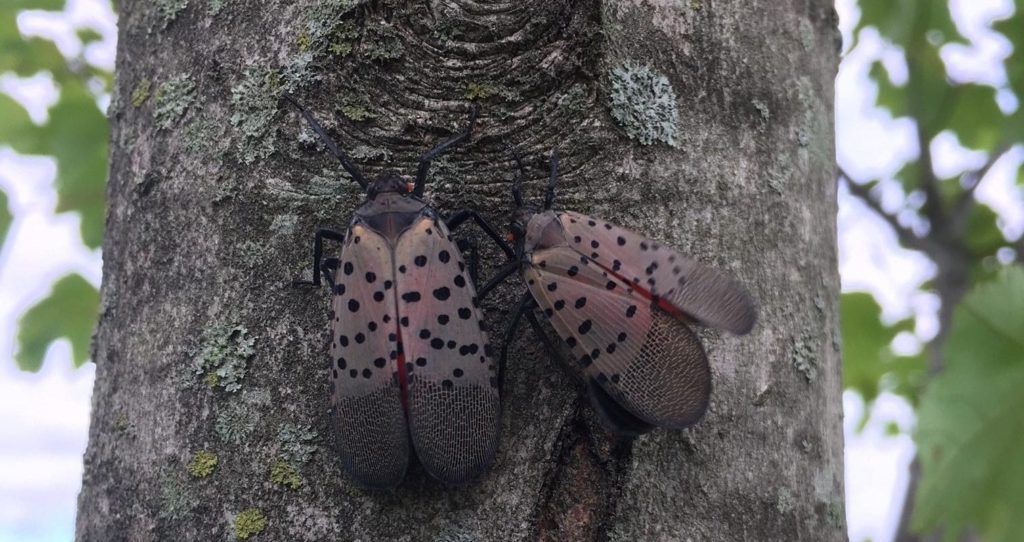 4 Pests that Feed on Birch Trees | Tomlinson Bomberger