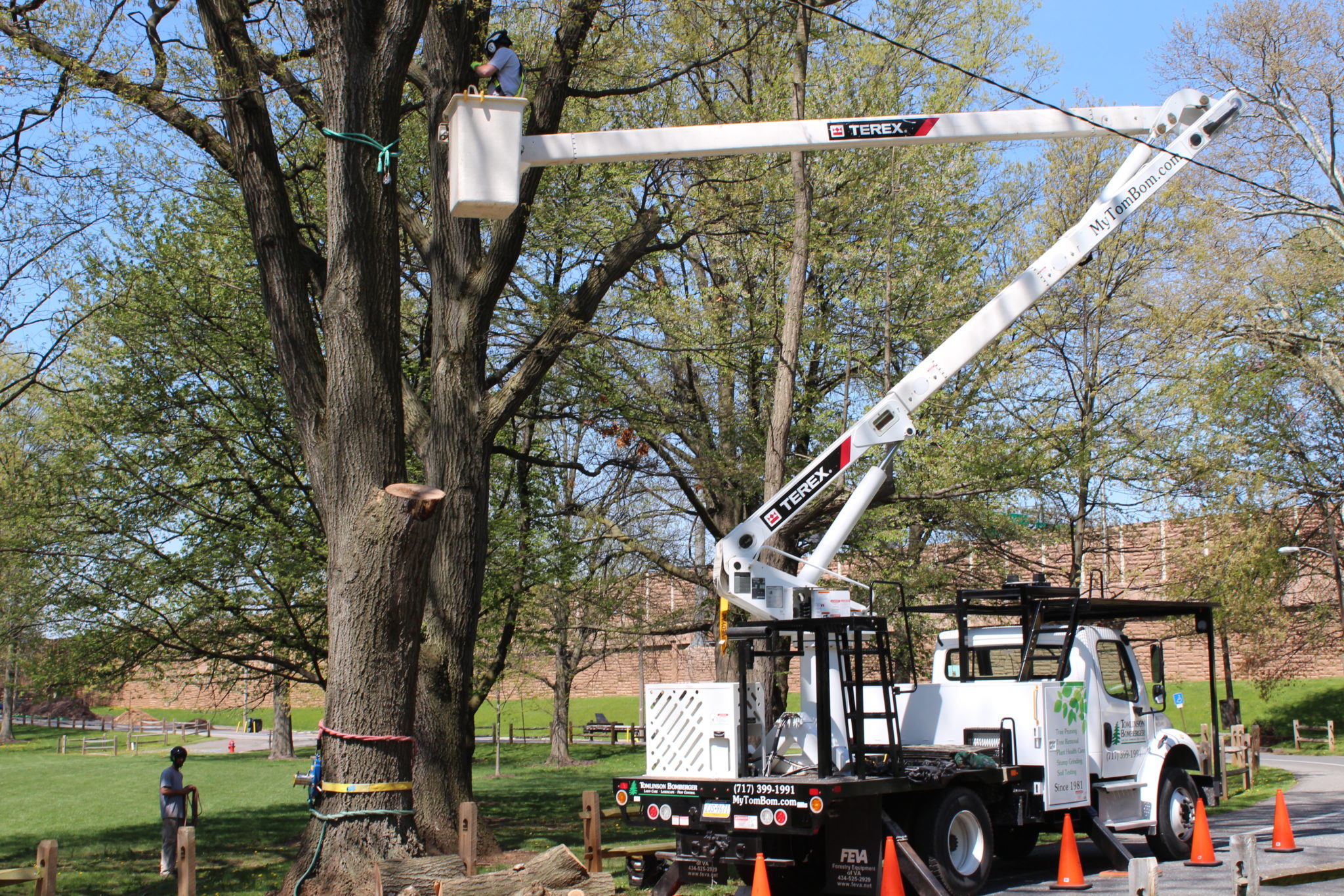 Choosing A Tree Pruner | Tomlinson Bomberger